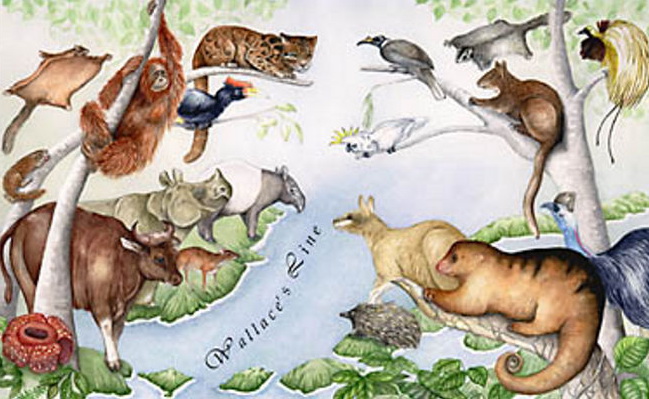 Crossing the Wallace Line - THE LOMBOK GUIDE