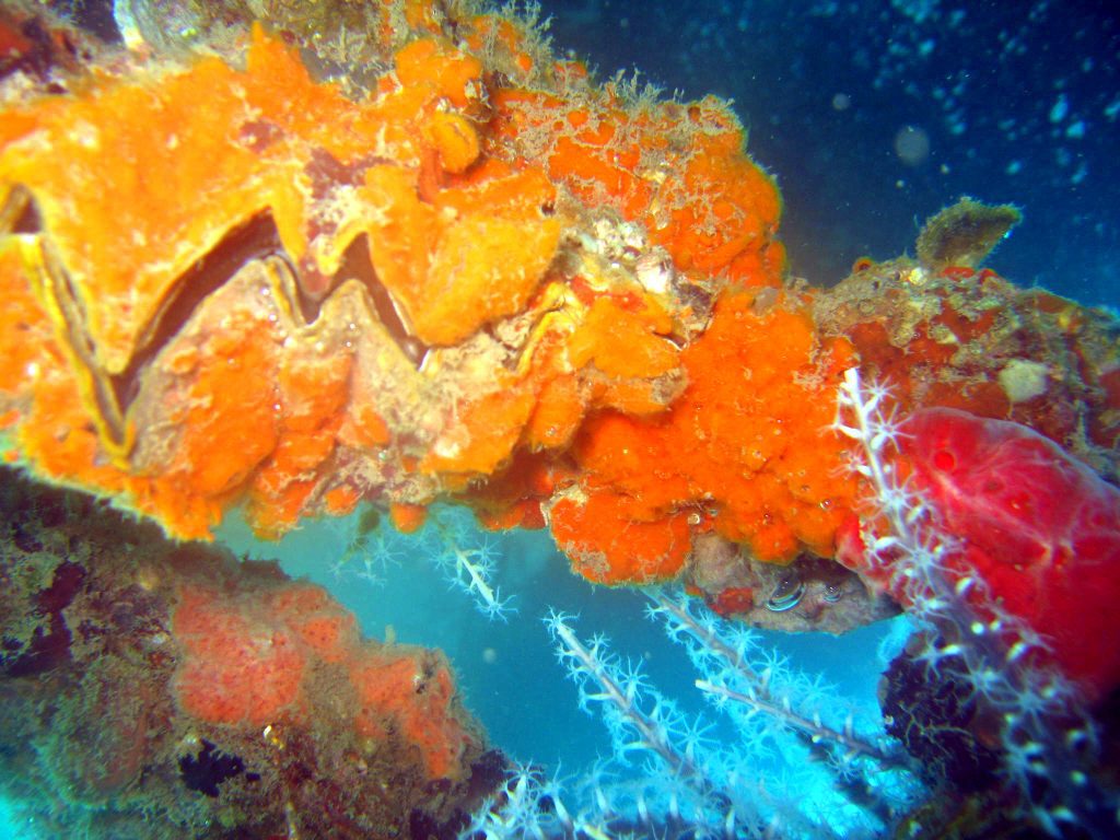 Muck Diving Teluk Nara - THE LOMBOK GUIDE